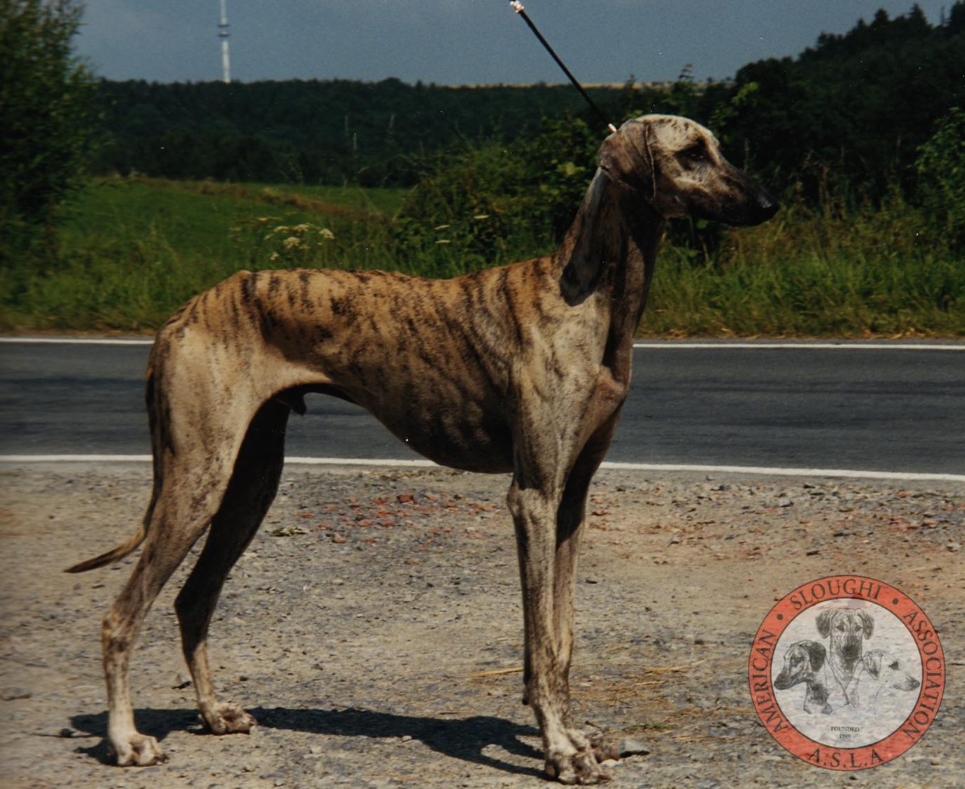 American Sloughi Association – AKC National Parent Club for the Sloughi